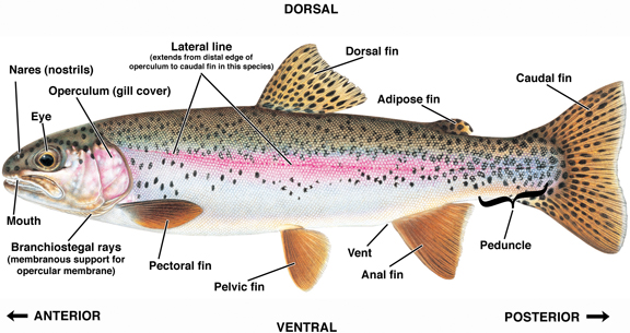 Guide to finfish lesions